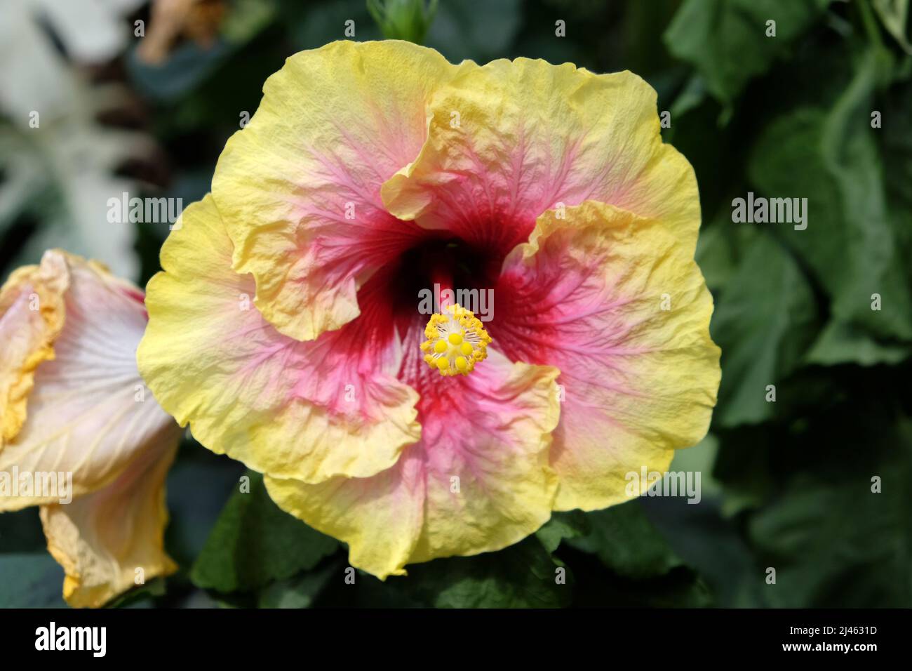 Tropical Hibiscus rosa sinensis Ôsimple pleasuresÕ in flower Stock ...