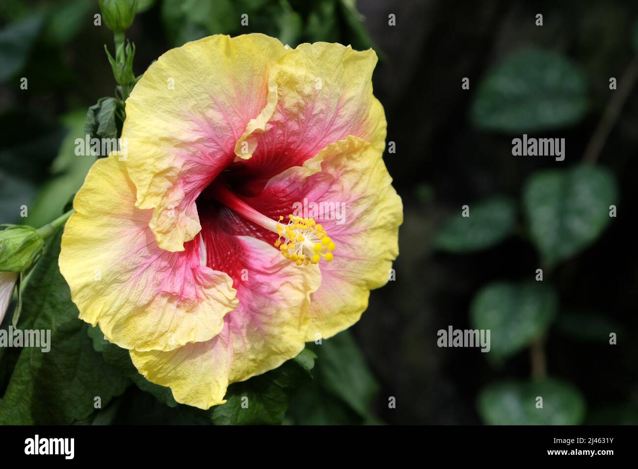 Tropical Hibiscus rosa sinensis Ôsimple pleasuresÕ in flower Stock ...