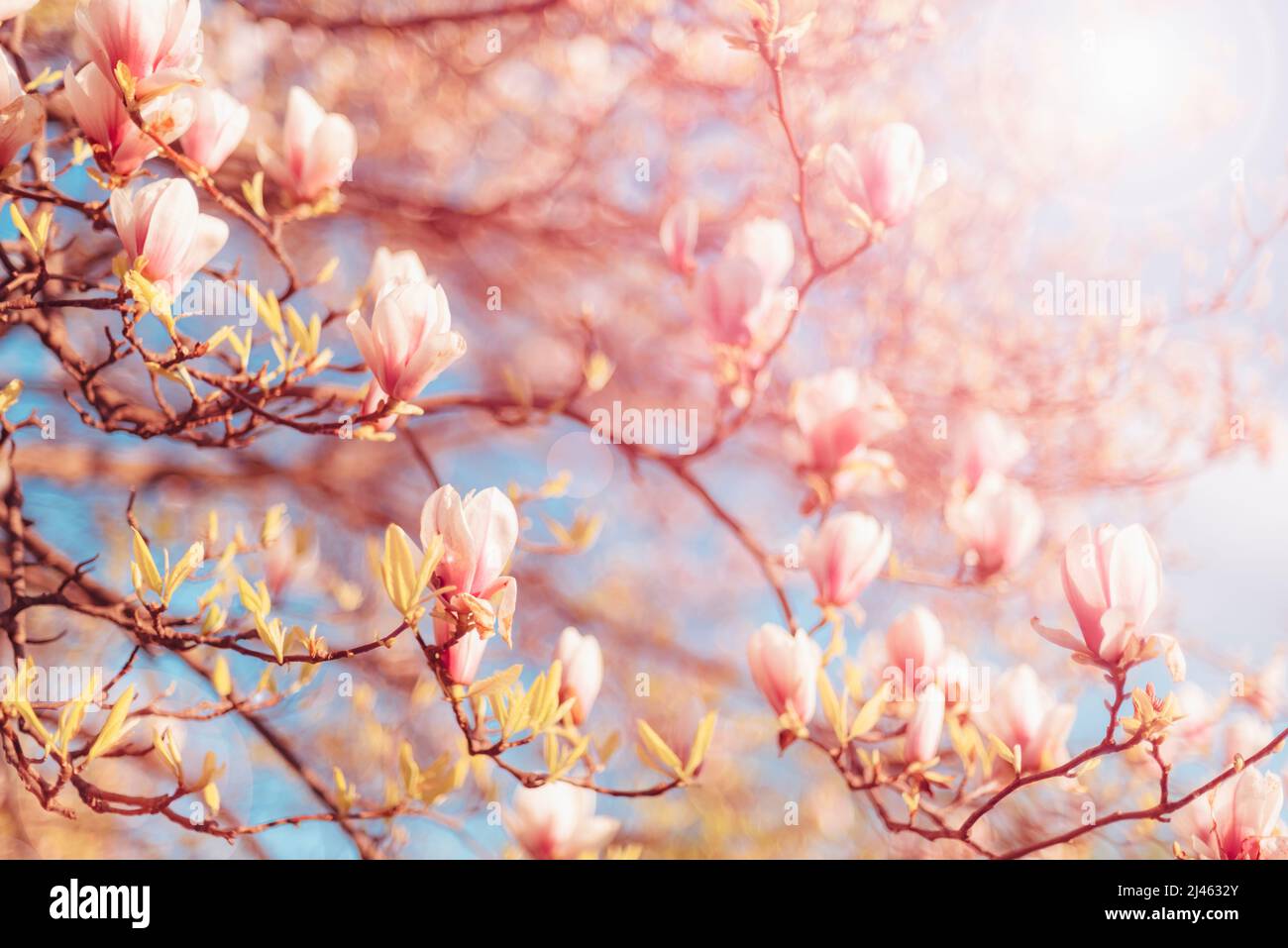 Closeup beautiful magnolia blue background hi-res stock photography and ...