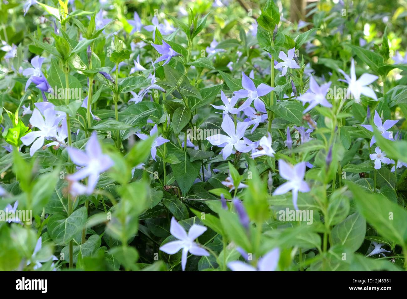 Purple periwinkles hi-res stock photography and images - Alamy