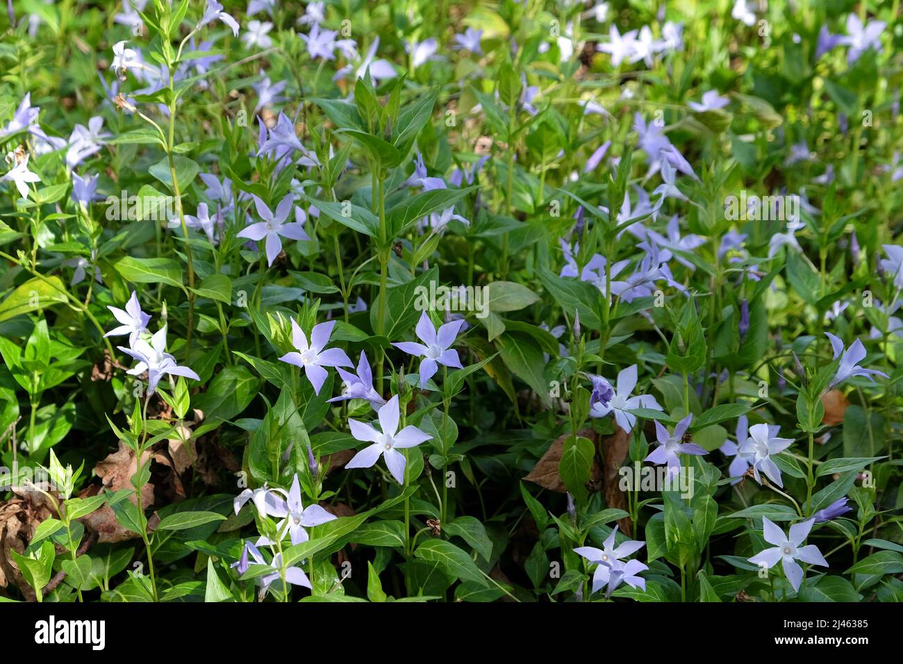 Pale purple Periwinkles in flower Stock Photo - Alamy