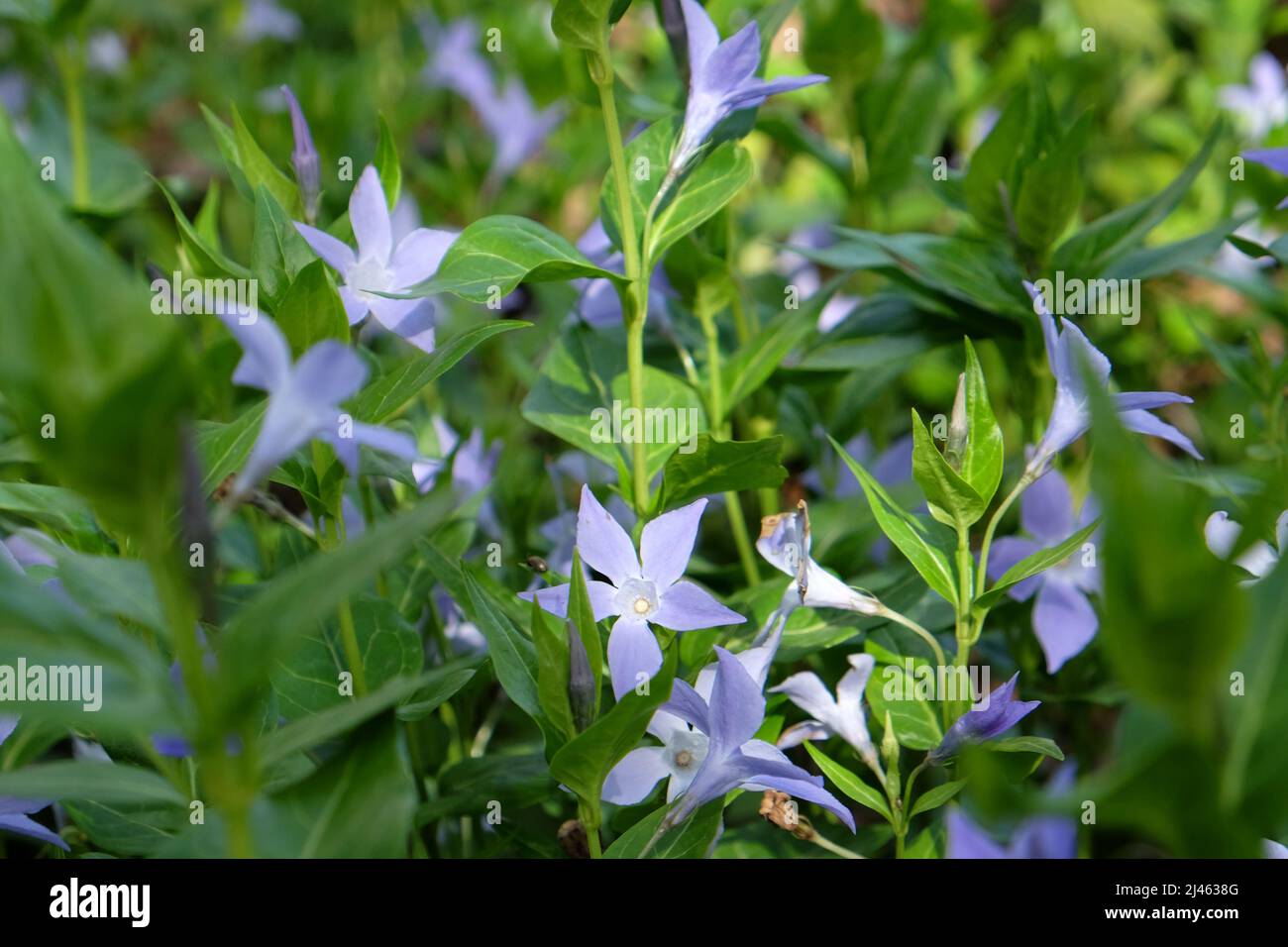 Purple periwinkles hi-res stock photography and images - Alamy