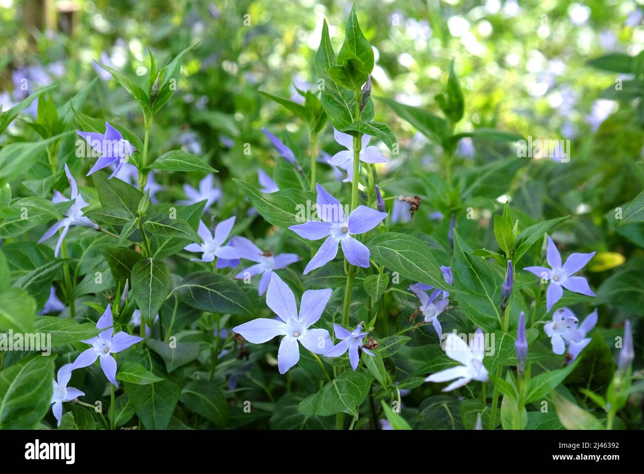Periwinkle blooms in spring garden hi-res stock photography and images ...
