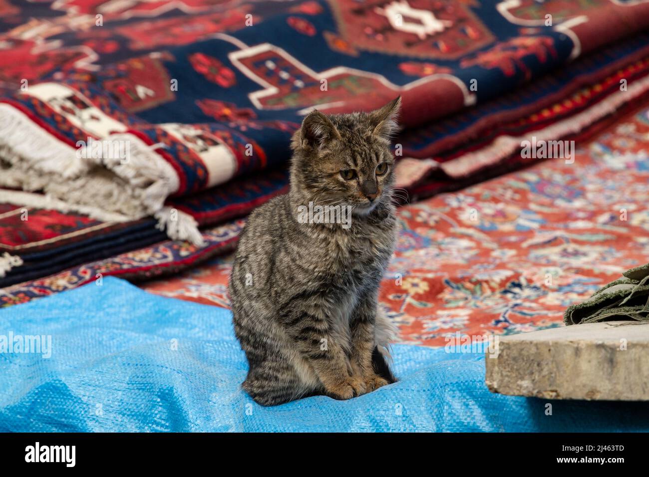 Carpet and model Stock Photo - Alamy