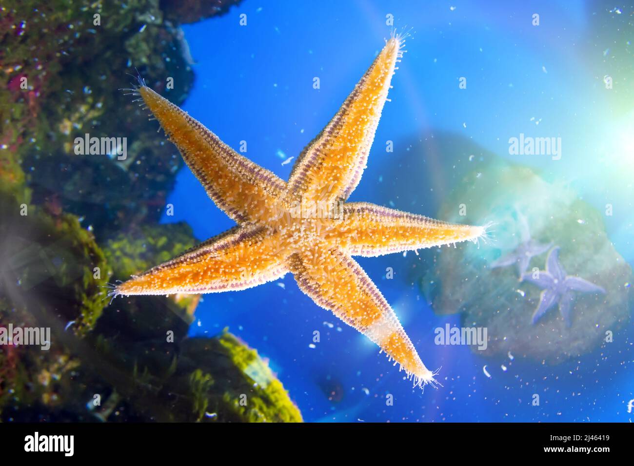 Starfish bottom view, tentacles stinging cells on glass Stock Photo - Alamy