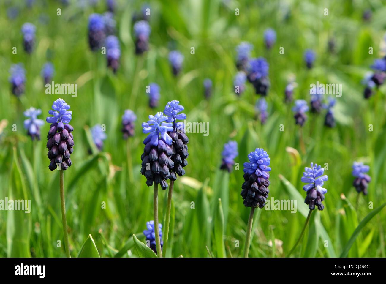 Clusters of tiny bell shaped blue flowers of the grape hyacinth, or ...