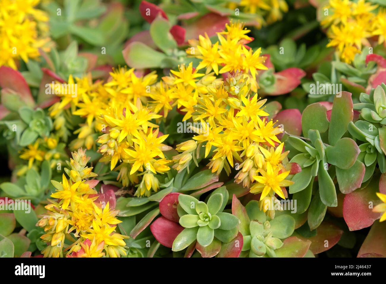Sedum palmeri Ôsubsp. palmeri tetraploidÕ in flower Stock Photo - Alamy