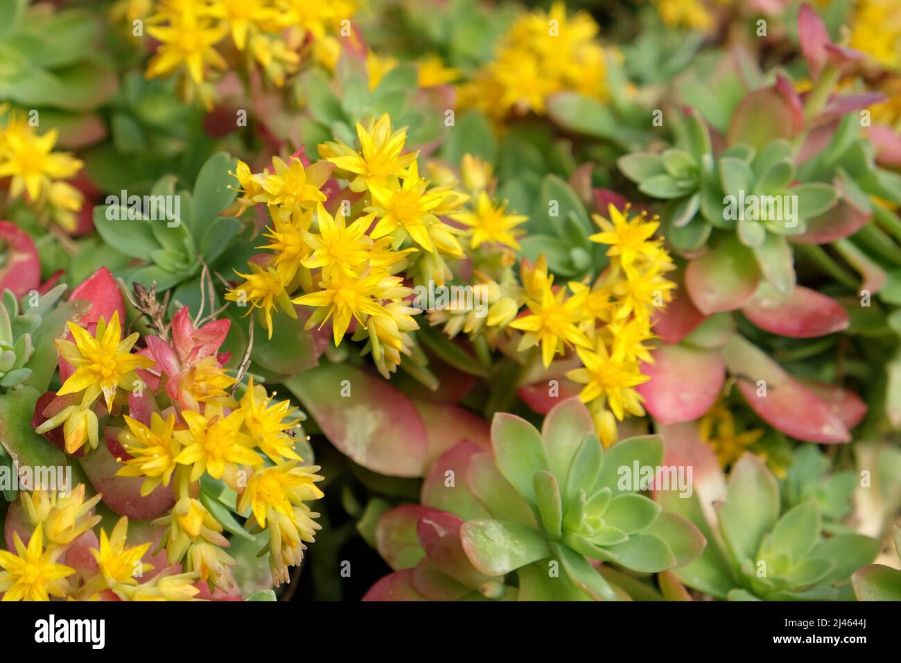 Sedum palmeri Ôsubsp. palmeri tetraploidÕ in flower Stock Photo - Alamy