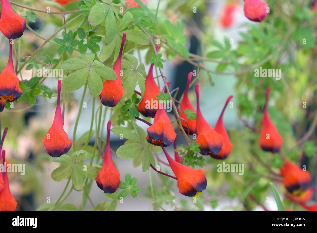 Dainty Tropaeolum tricolor in flower Stock Photo - Alamy