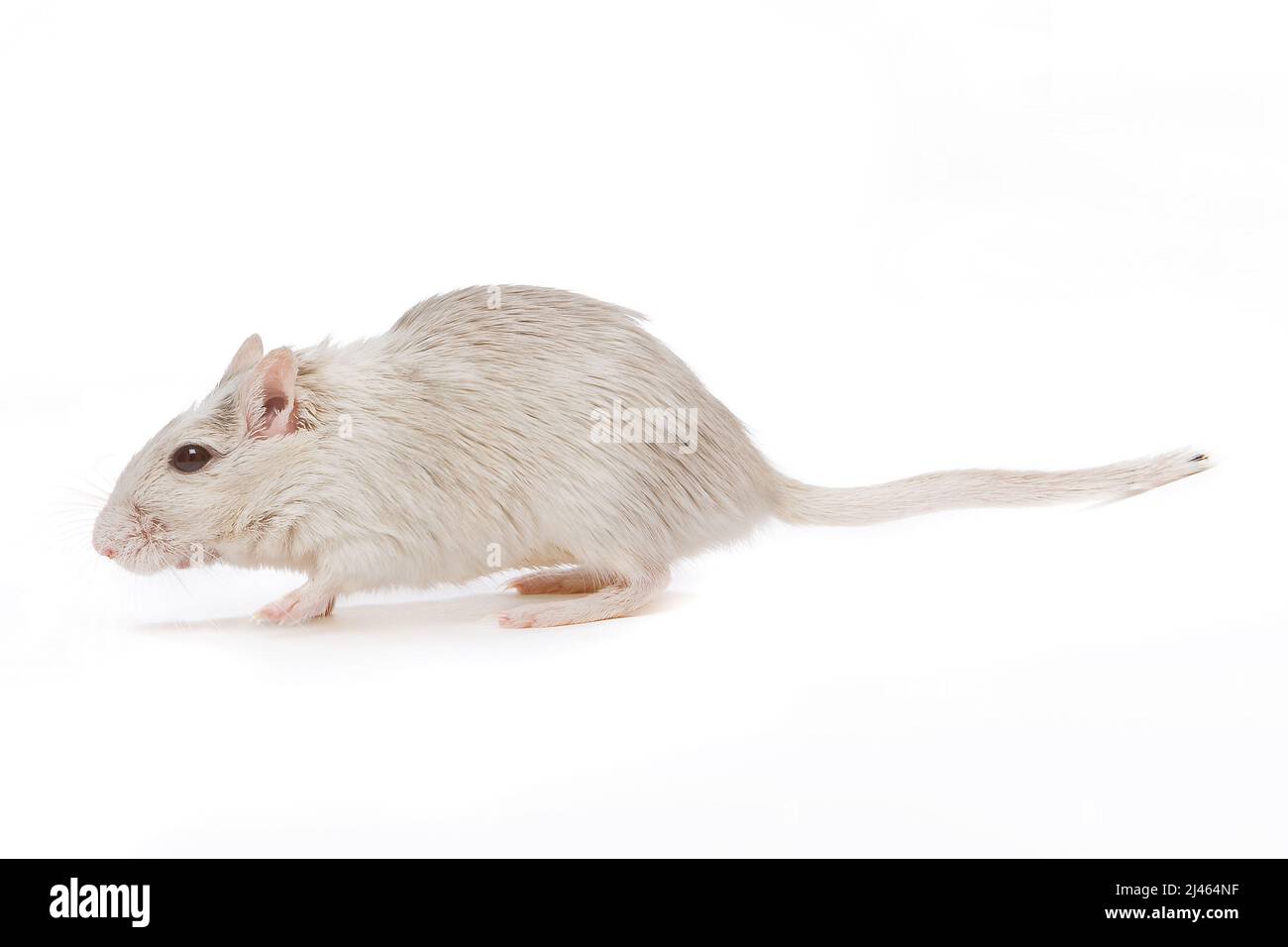 Little white gerbil rat walking on a white background Stock Photo - Alamy