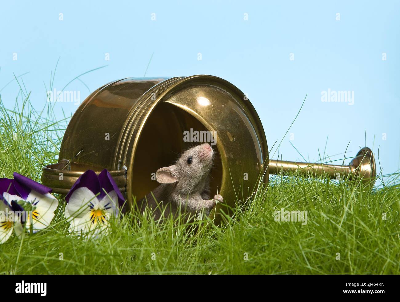 Little grey mouse checking the weather in a watering can Stock Photo ...