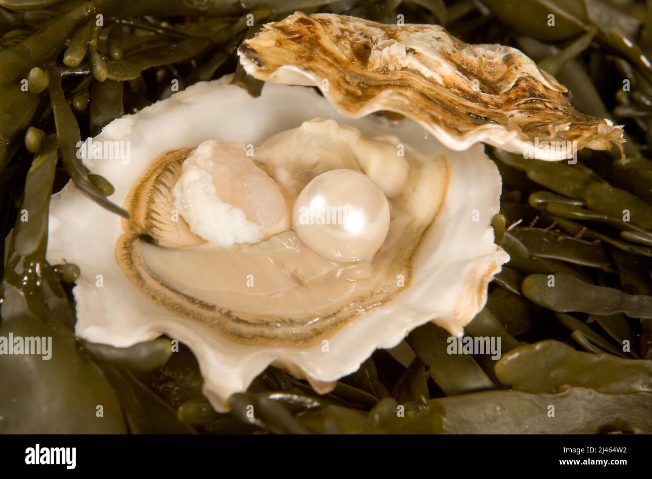 Large white pearl inside an open oyster shell Stock Photo - Alamy
