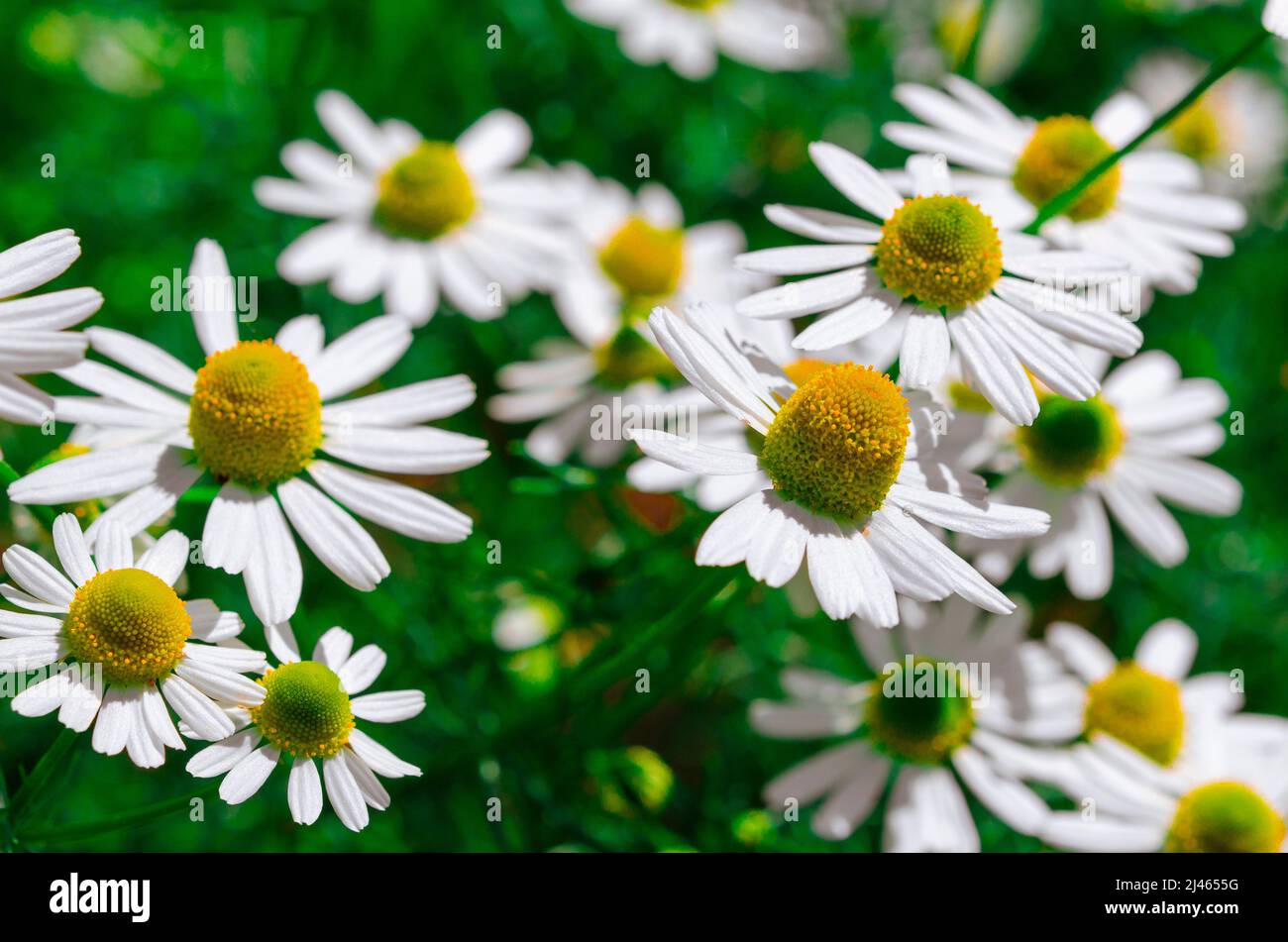 Chamomile flower field. Camomile in the nature. Field of camomiles at ...