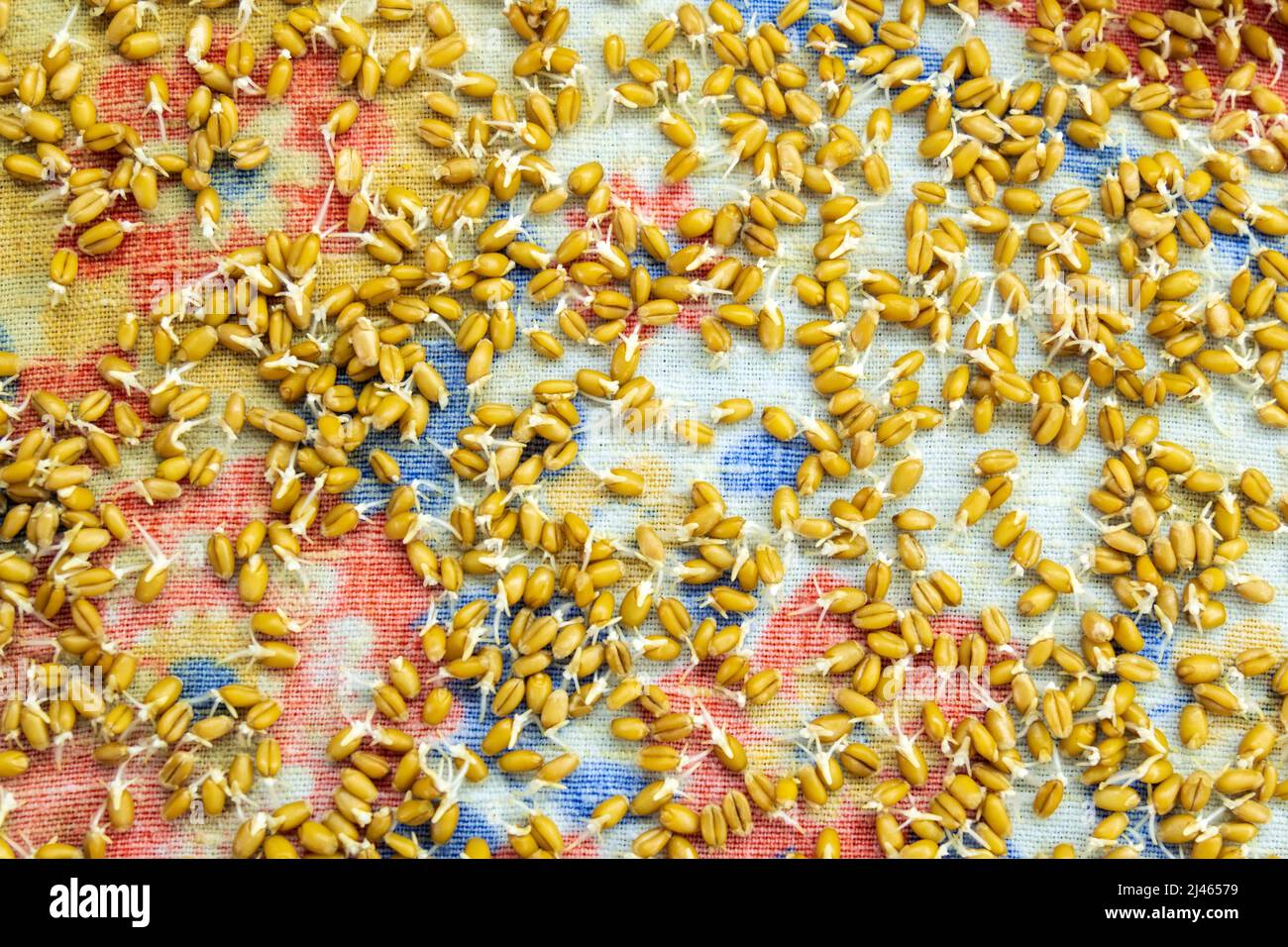 Wheat germ background, healthy food. Texture background Stock Photo - Alamy