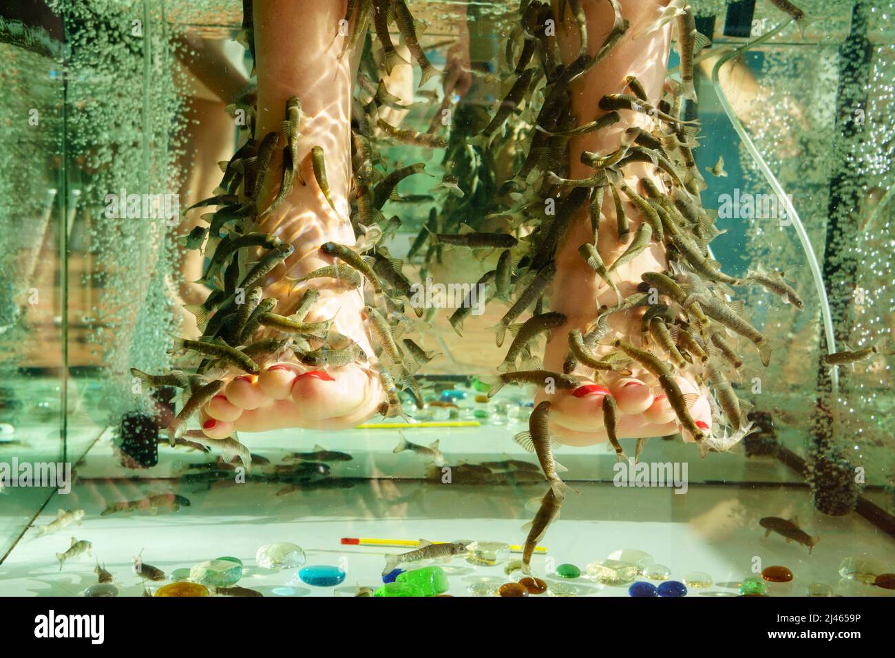 Fish Spa pedicure Rufa Garra treatment. Legs and fish in blue water ...