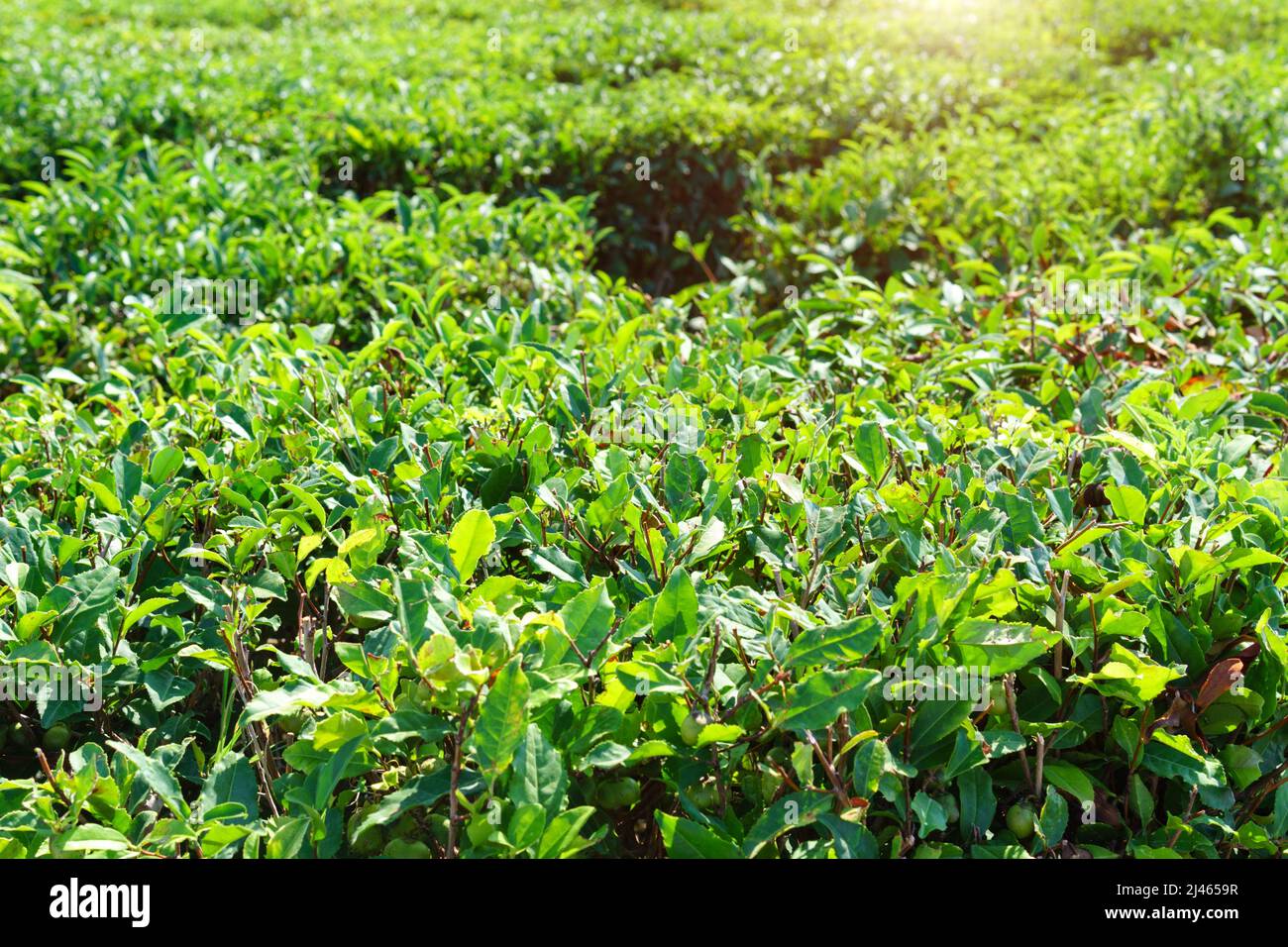 Green tea bad and fresh leaves with sunlight, tea plantation natural ...