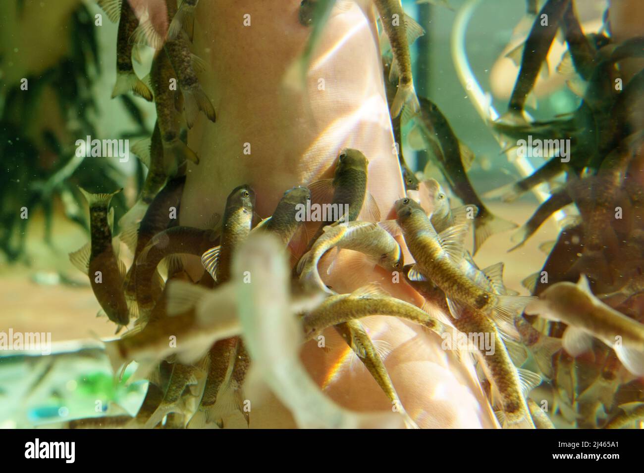 Close up fish pedicure spa hi-res stock photography and images - Alamy