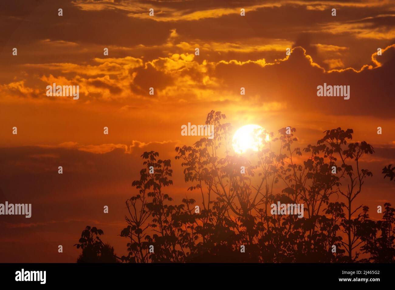 Sunset red sun on the background of trees landscape. A dark tree in an ...