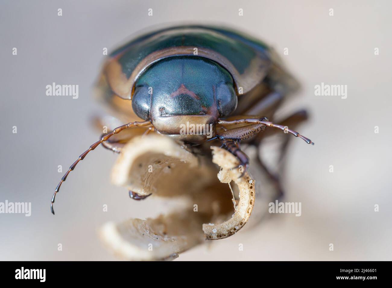 Water diving beetle hi-res stock photography and images - Alamy
