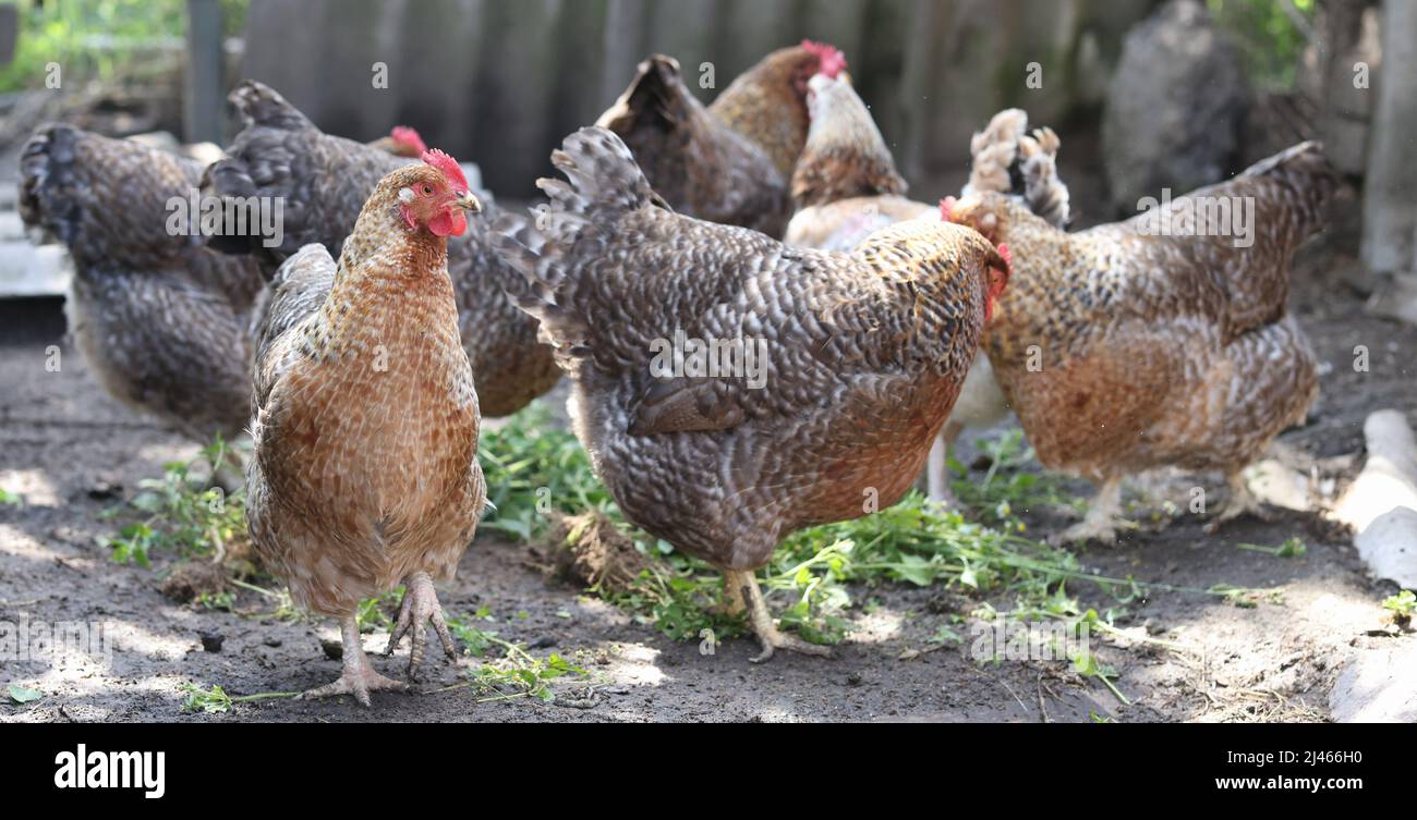 Rooster and hens on paddock farm closeup Stock Photo - Alamy