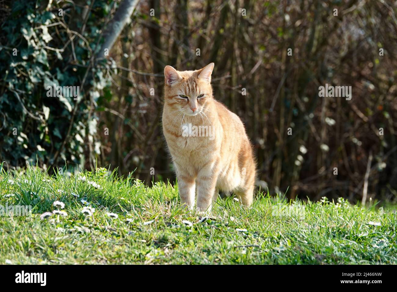A light brown cat enjoys the first sunny day of the year and sneaks ...