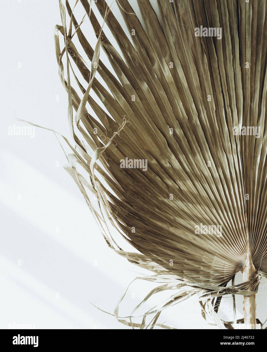 Palm leaf close up shadow hi-res stock photography and images - Alamy