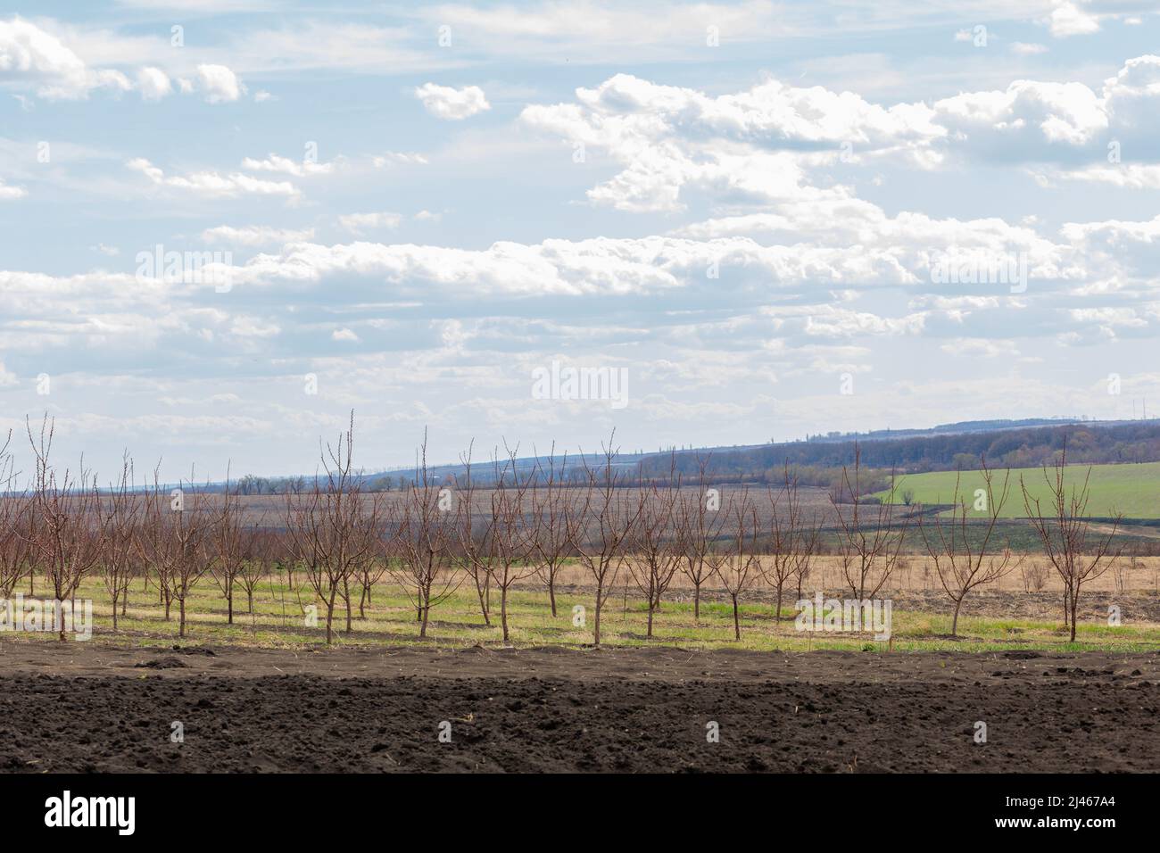 Apricot tree during spring season hi-res stock photography and images ...