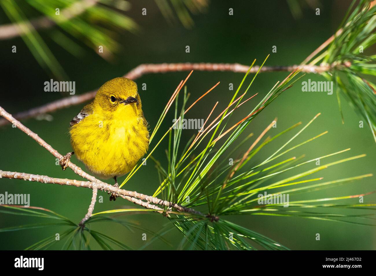Pine warbler during spring migration Stock Photo - Alamy