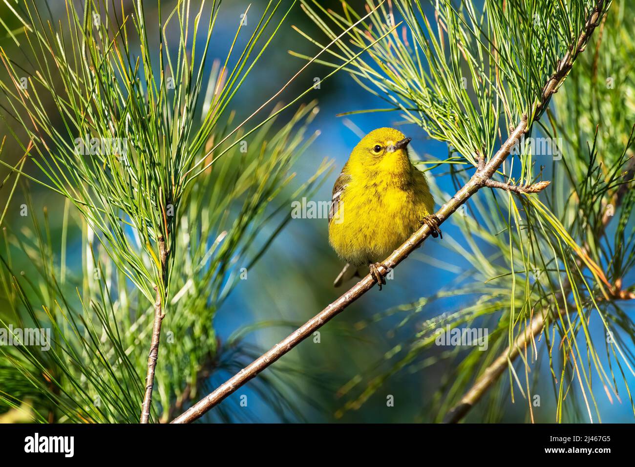 Pine warbler during spring migration Stock Photo - Alamy