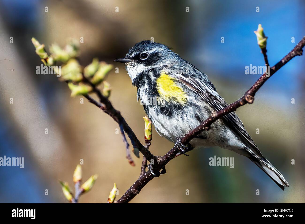 Yellow-rumped warbler during spring migration Stock Photo - Alamy