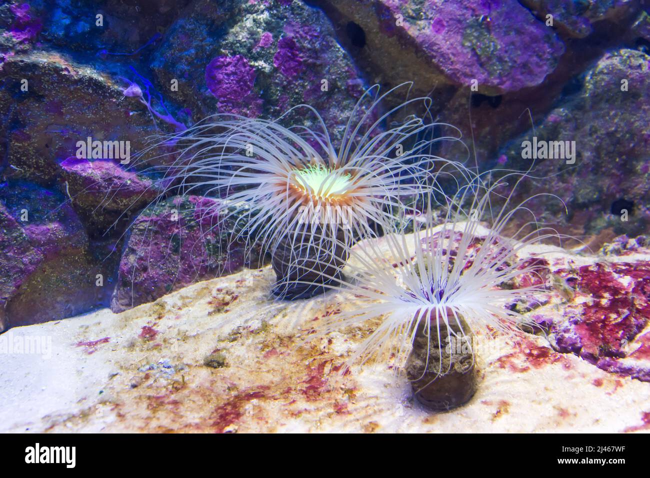 Cerianthus membranaceus, tube anemone or cylinder anemone Stock Photo ...