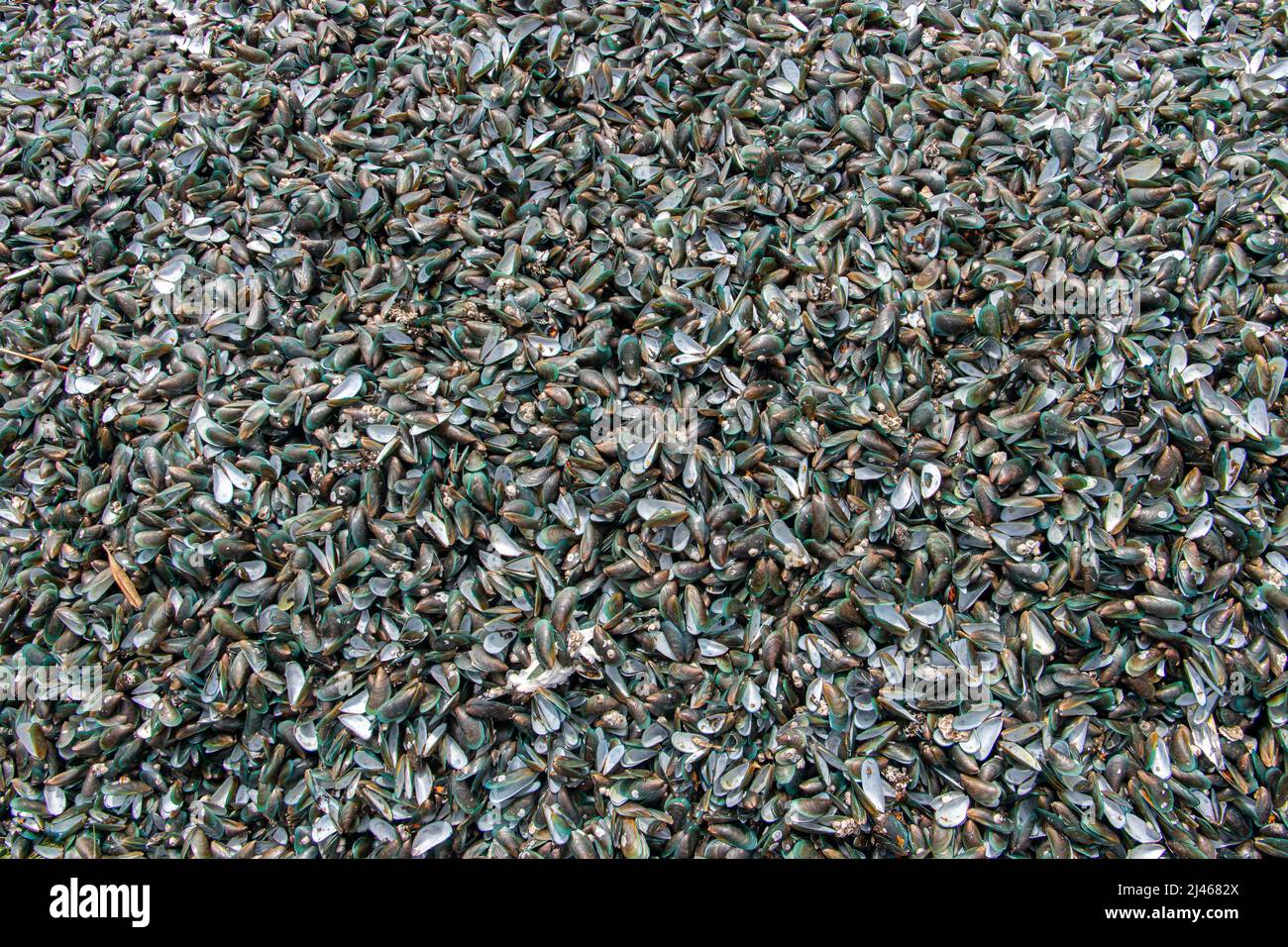 The view of a empty shells of shellfish Stock Photo - Alamy