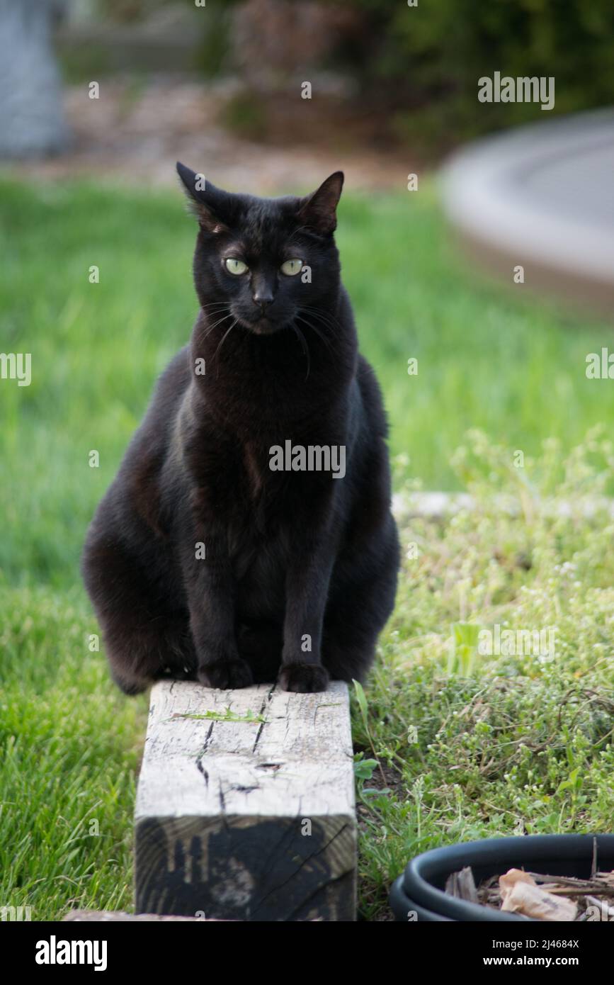 Suburban cat hi-res stock photography and images - Alamy