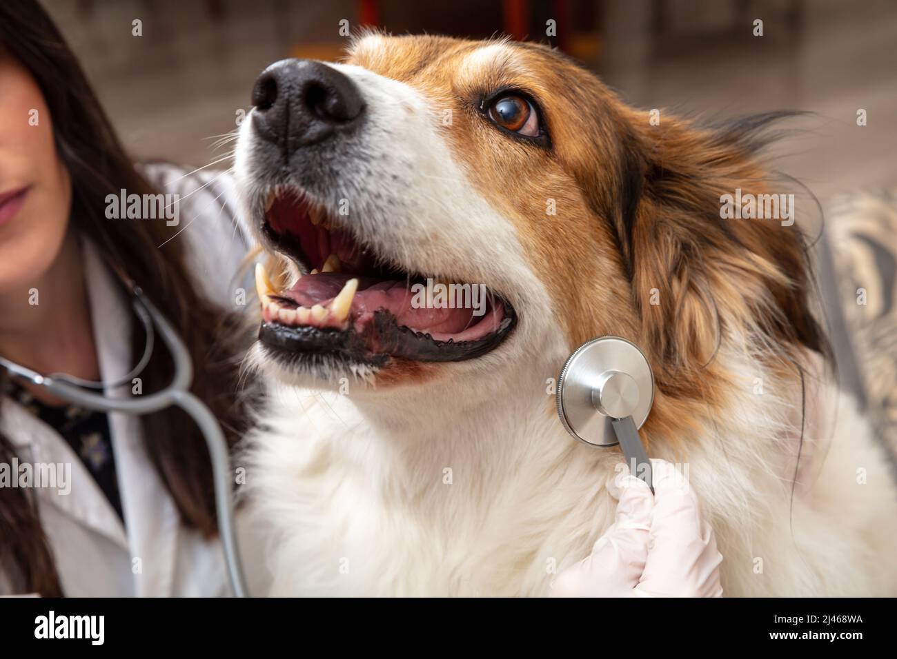 Doctor head exam woman hi-res stock photography and images - Alamy