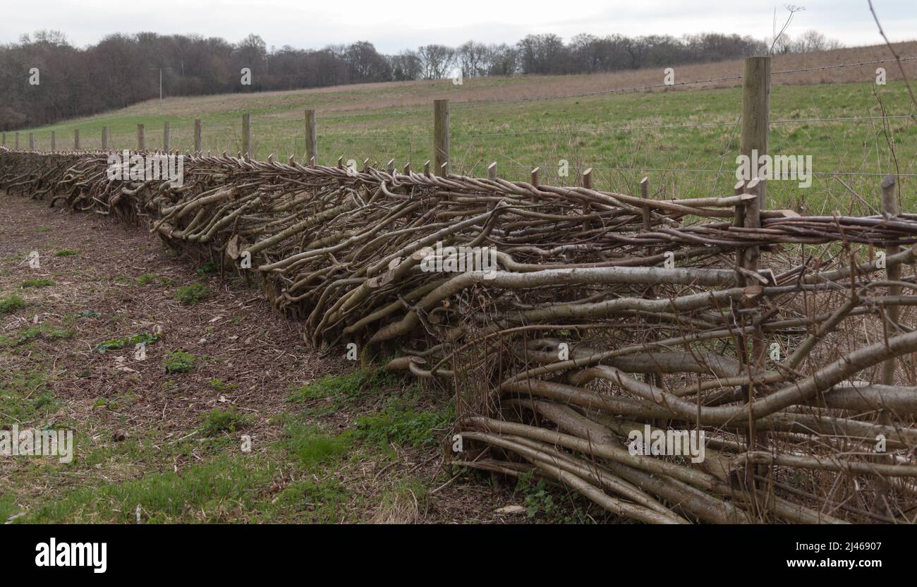 Traditional hedge laying hedge hi-res stock photography and images - Alamy