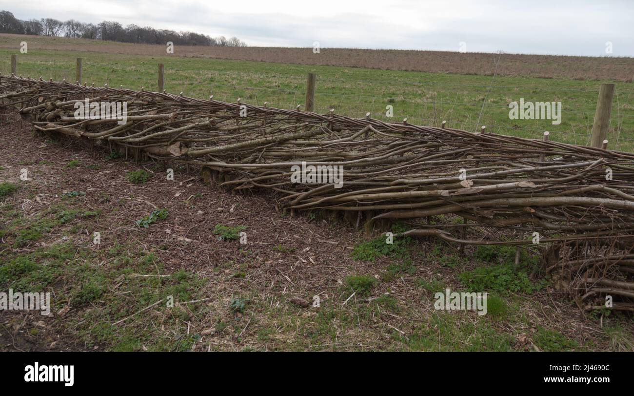 Traditional hedge laying hedge hi-res stock photography and images - Alamy