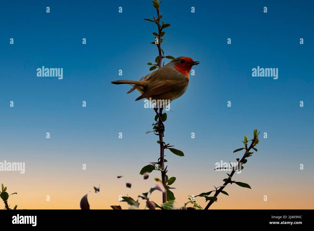 Robin with insect hi-res stock photography and images - Alamy