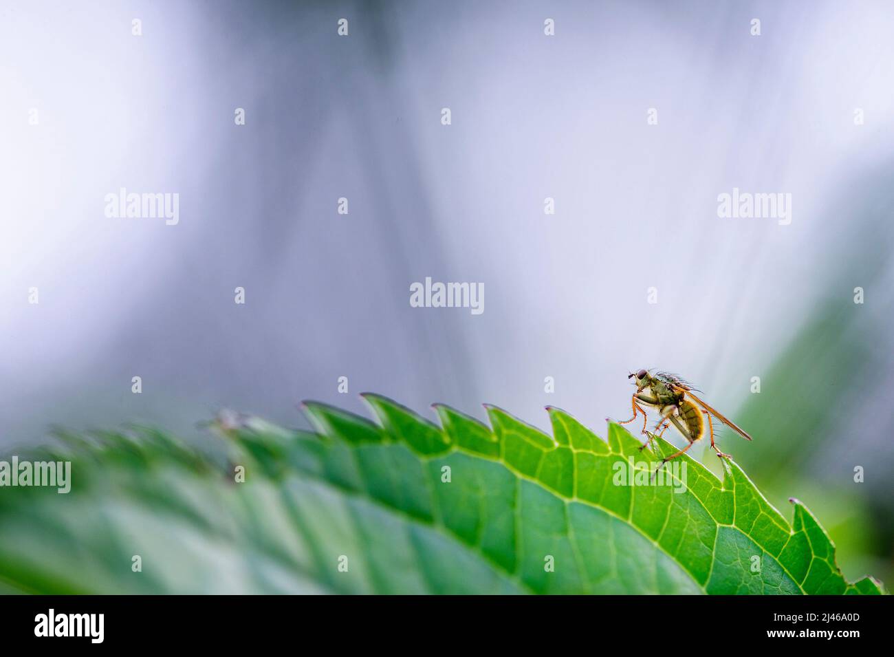 Hydrangea fly hi-res stock photography and images - Alamy