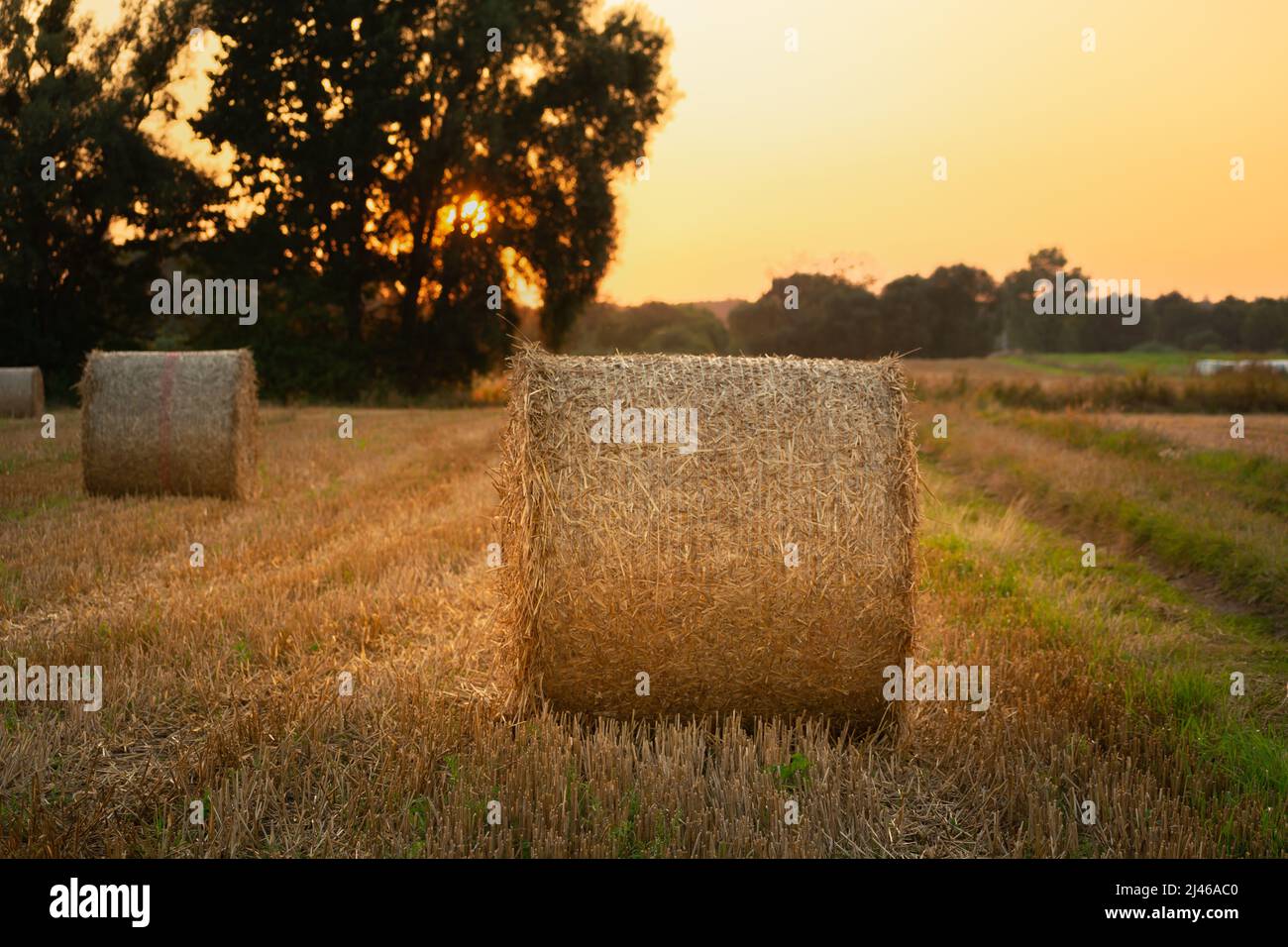 Round hay bales in a rural field Stock Photo - Alamy