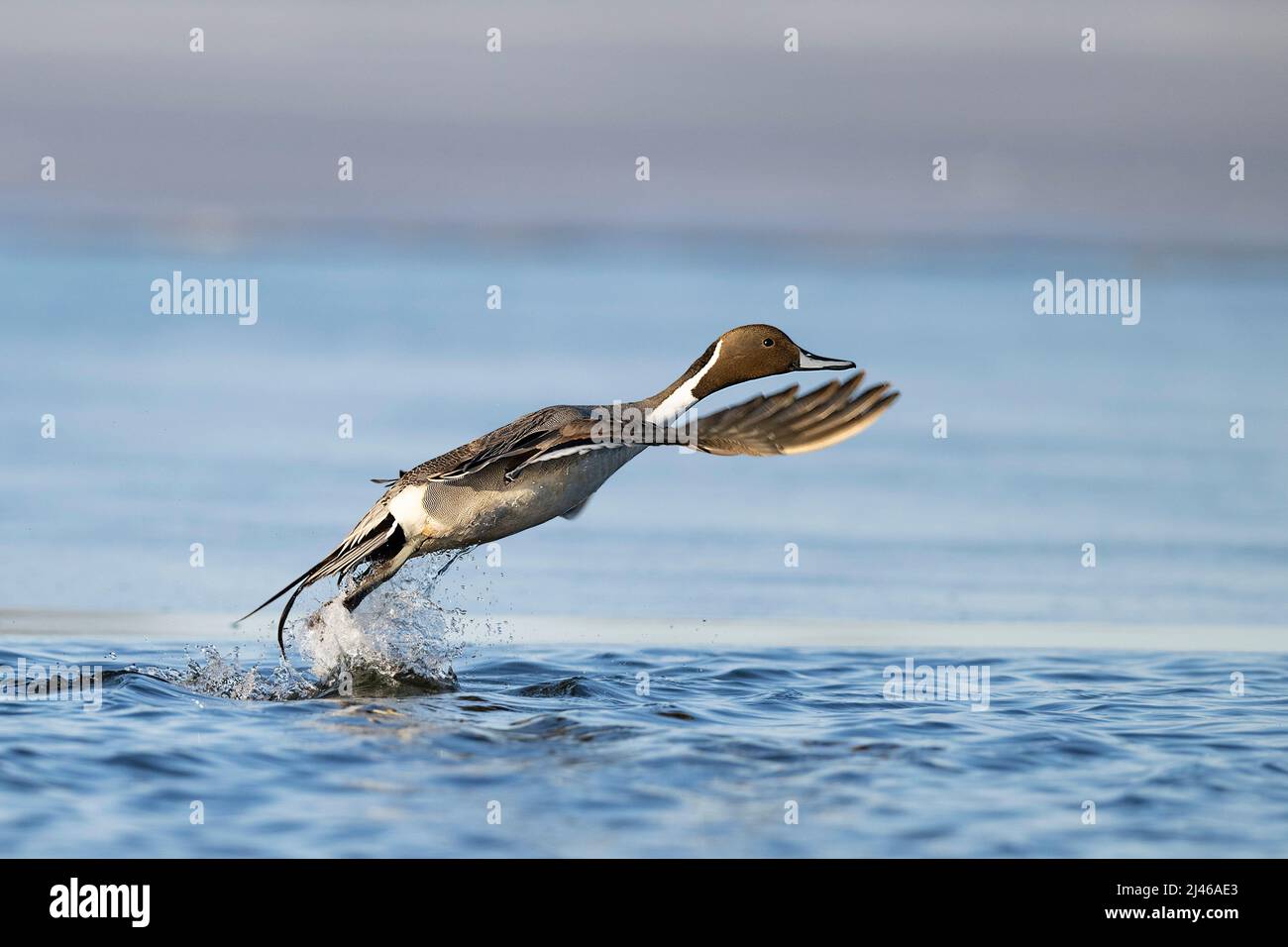 Pintail ducks in flight hi-res stock photography and images - Alamy