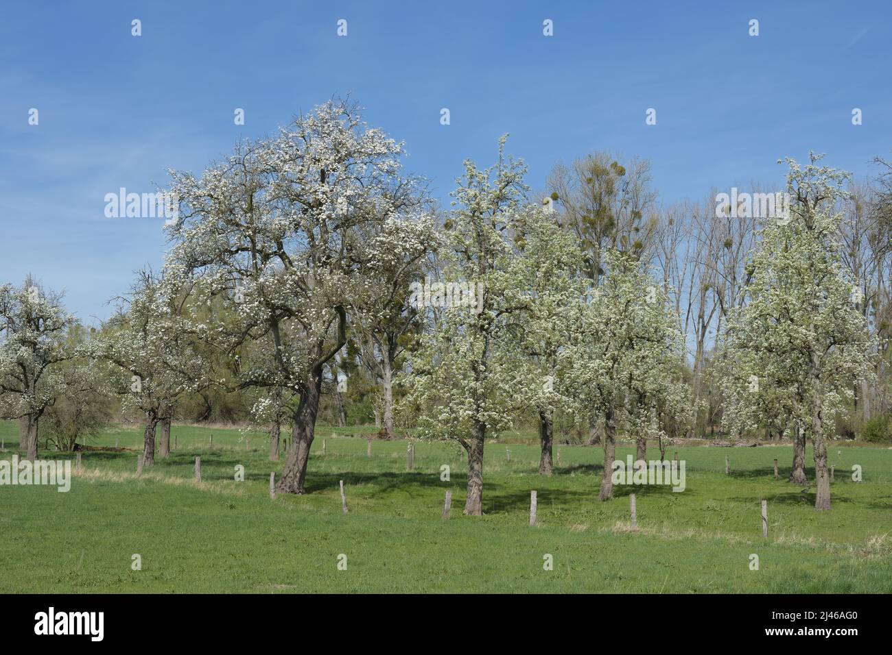 fruit cultivation in Rhineland,Germany Stock Photo - Alamy
