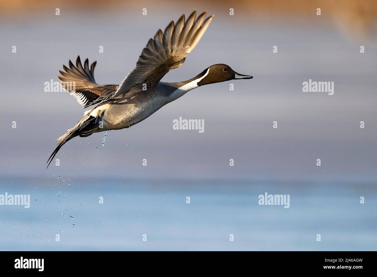 Pintail ducks in flight hi-res stock photography and images - Alamy