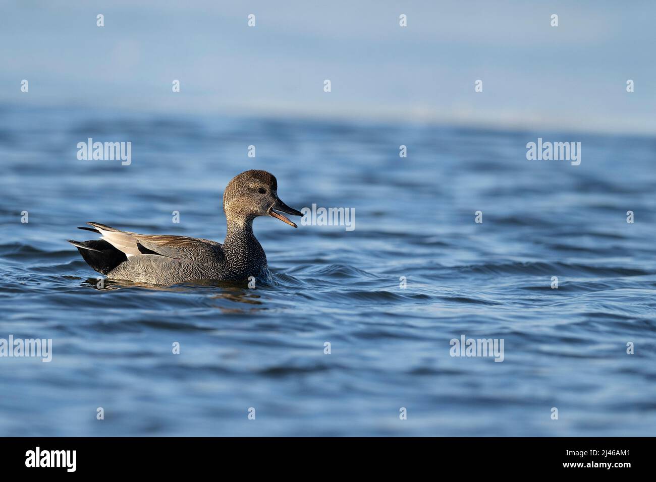 A drake Gadwall duck in flight Stock Photo - Alamy