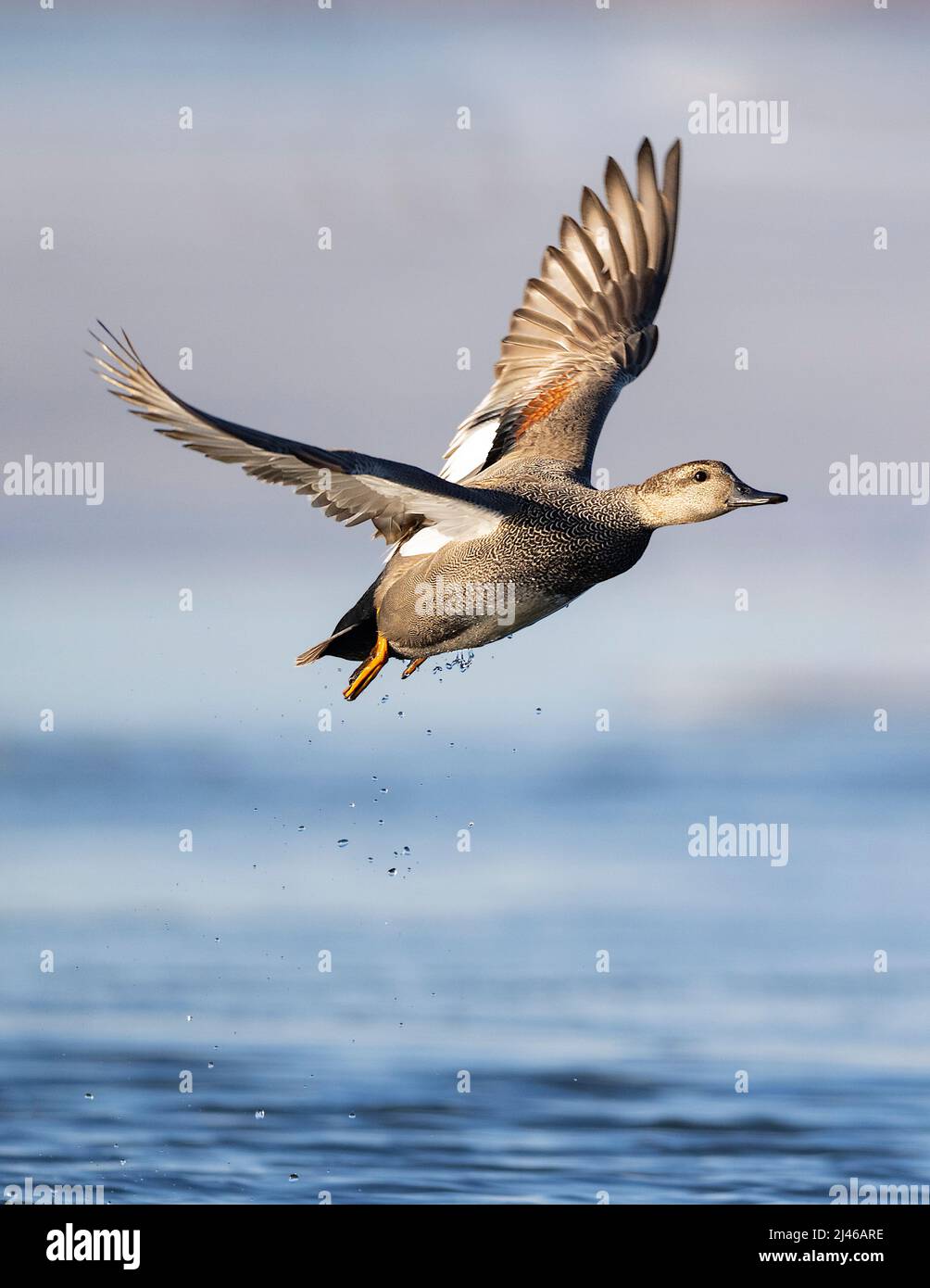 A drake Gadwall duck in flight Stock Photo - Alamy