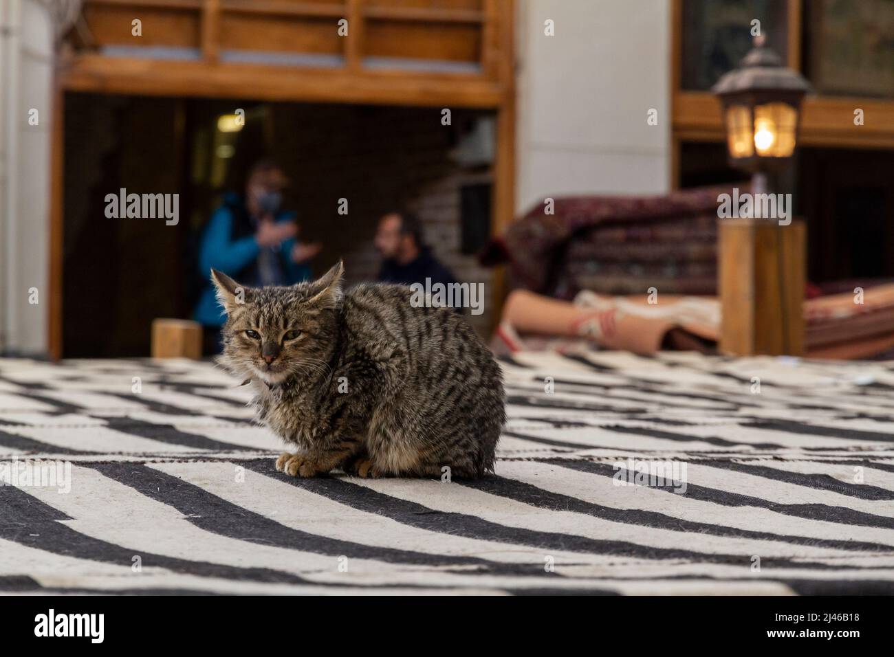 Carpet and model Stock Photo - Alamy