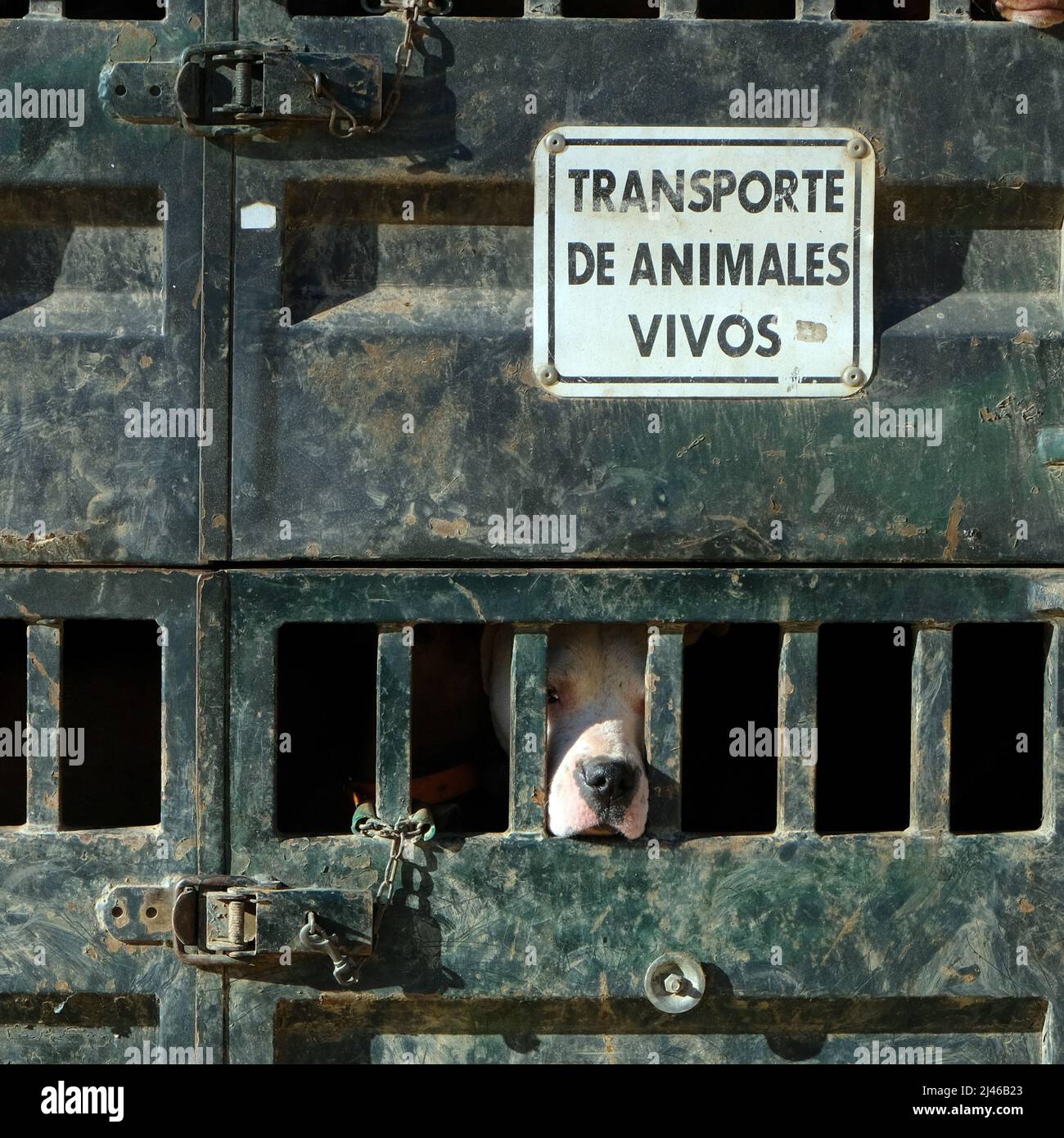 Animal transport cage hi-res stock photography and images - Alamy