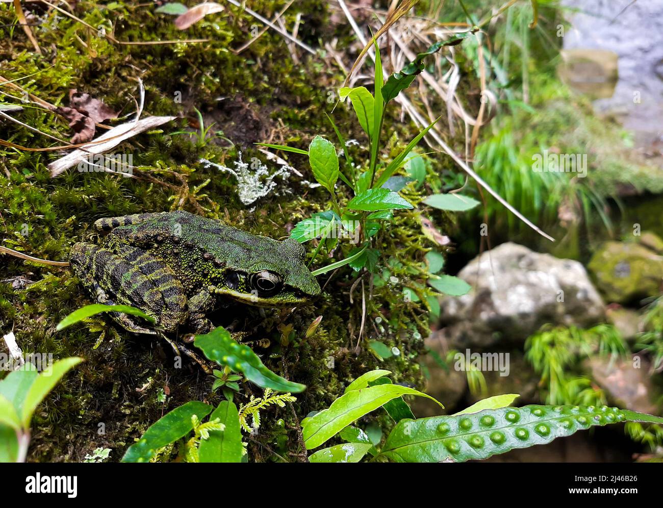 Tree frog amongst forest plants, Taiwan Stock Photo - Alamy