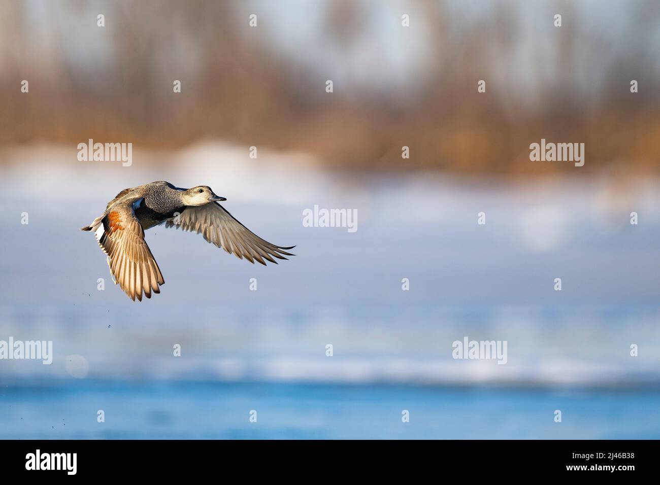 Drake gadwall duck hi-res stock photography and images - Alamy