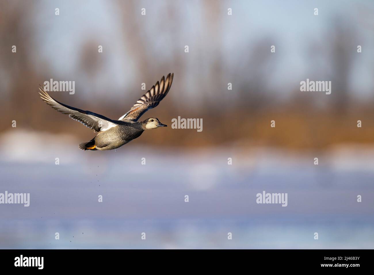 A drake Gadwall duck in flight Stock Photo - Alamy