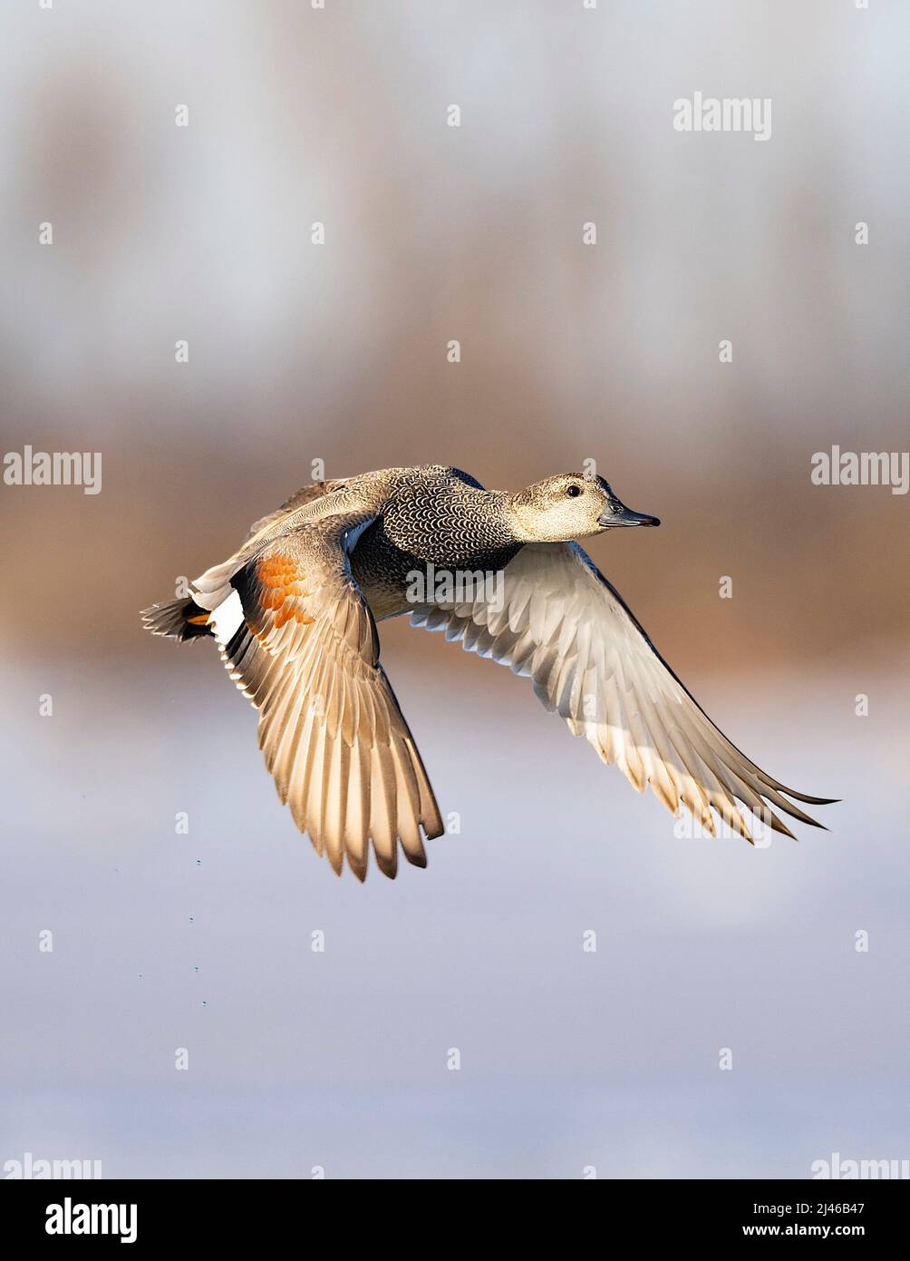 A drake Gadwall duck in flight Stock Photo - Alamy